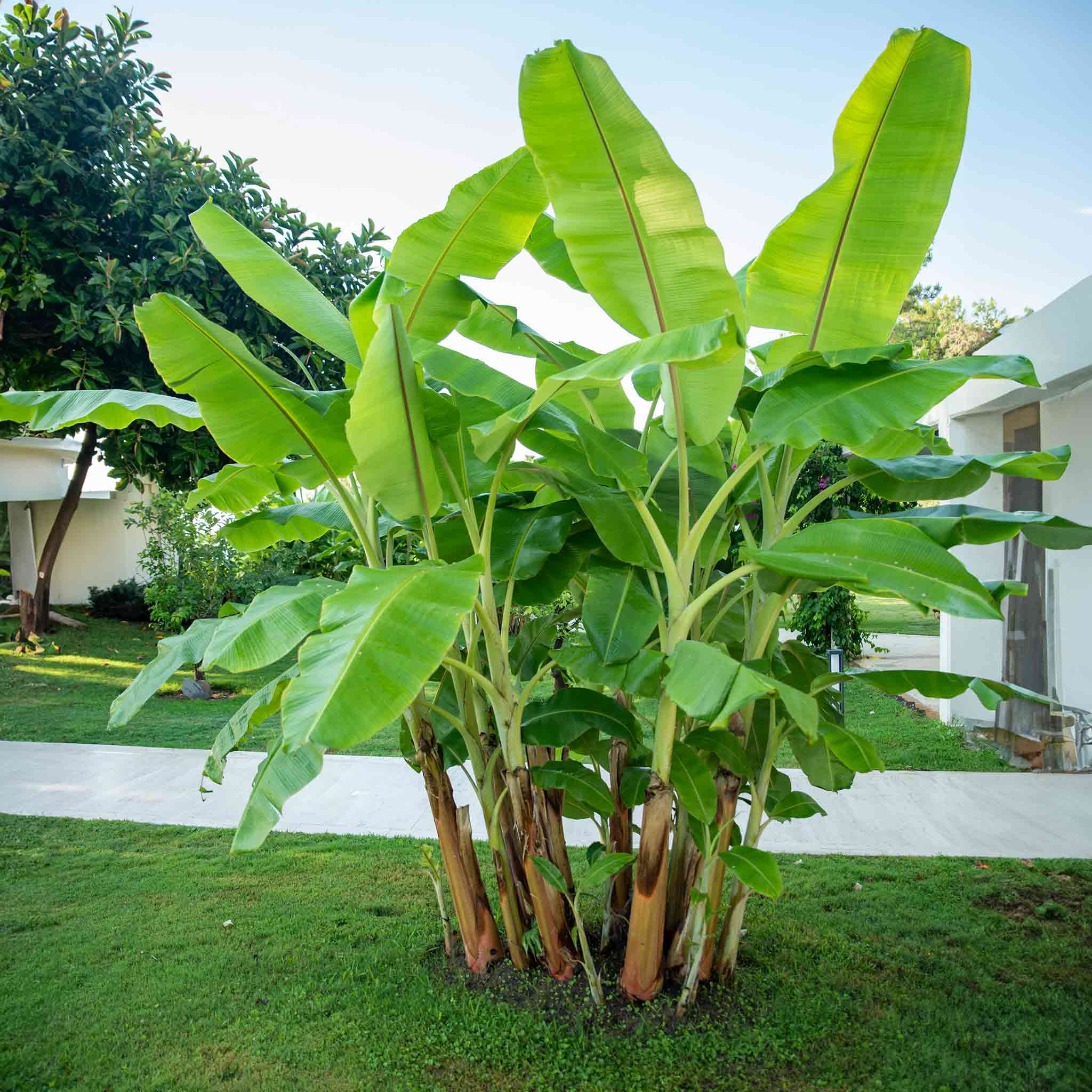 Oxygen Forest | Gift Plants